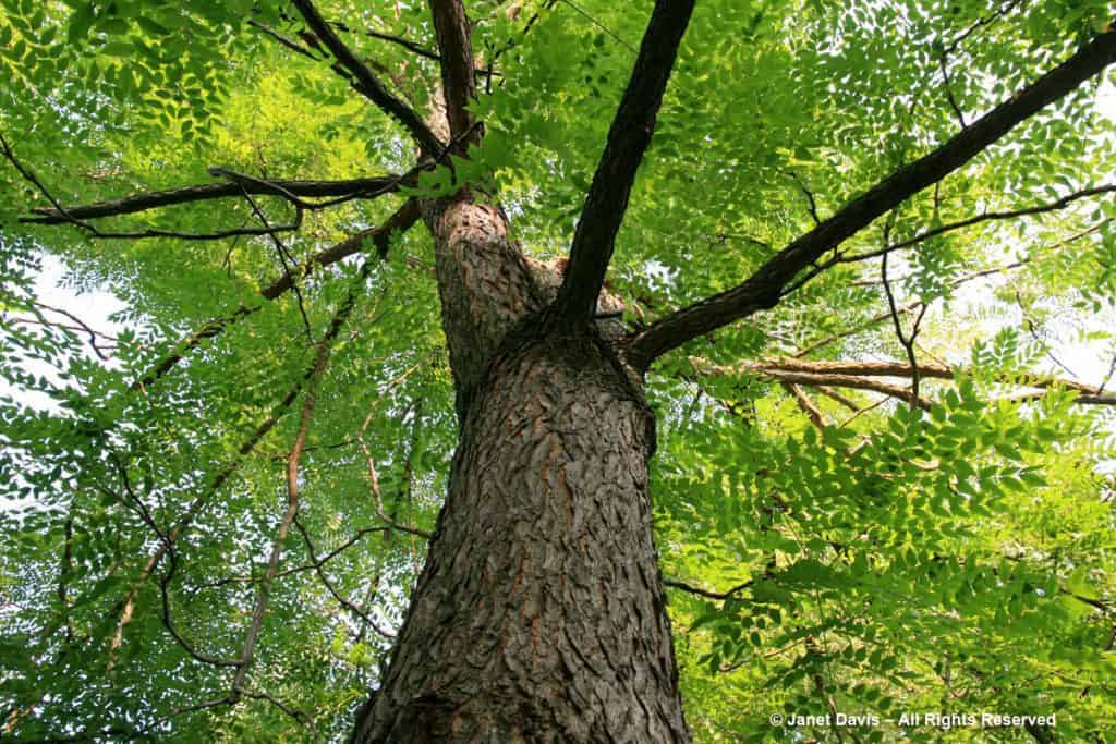 Lenyűgöző és RITKA! Amerikai Vasfa 150 cm "Gymnocladus dioicus ...